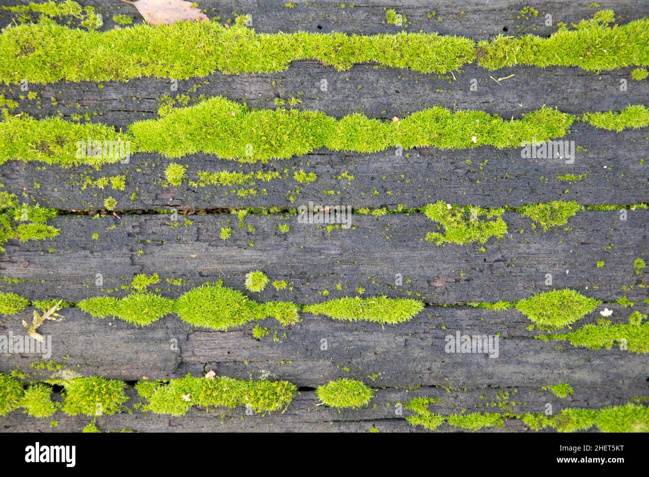 detail of green moss on bark of tree Stock Photo - Alamy