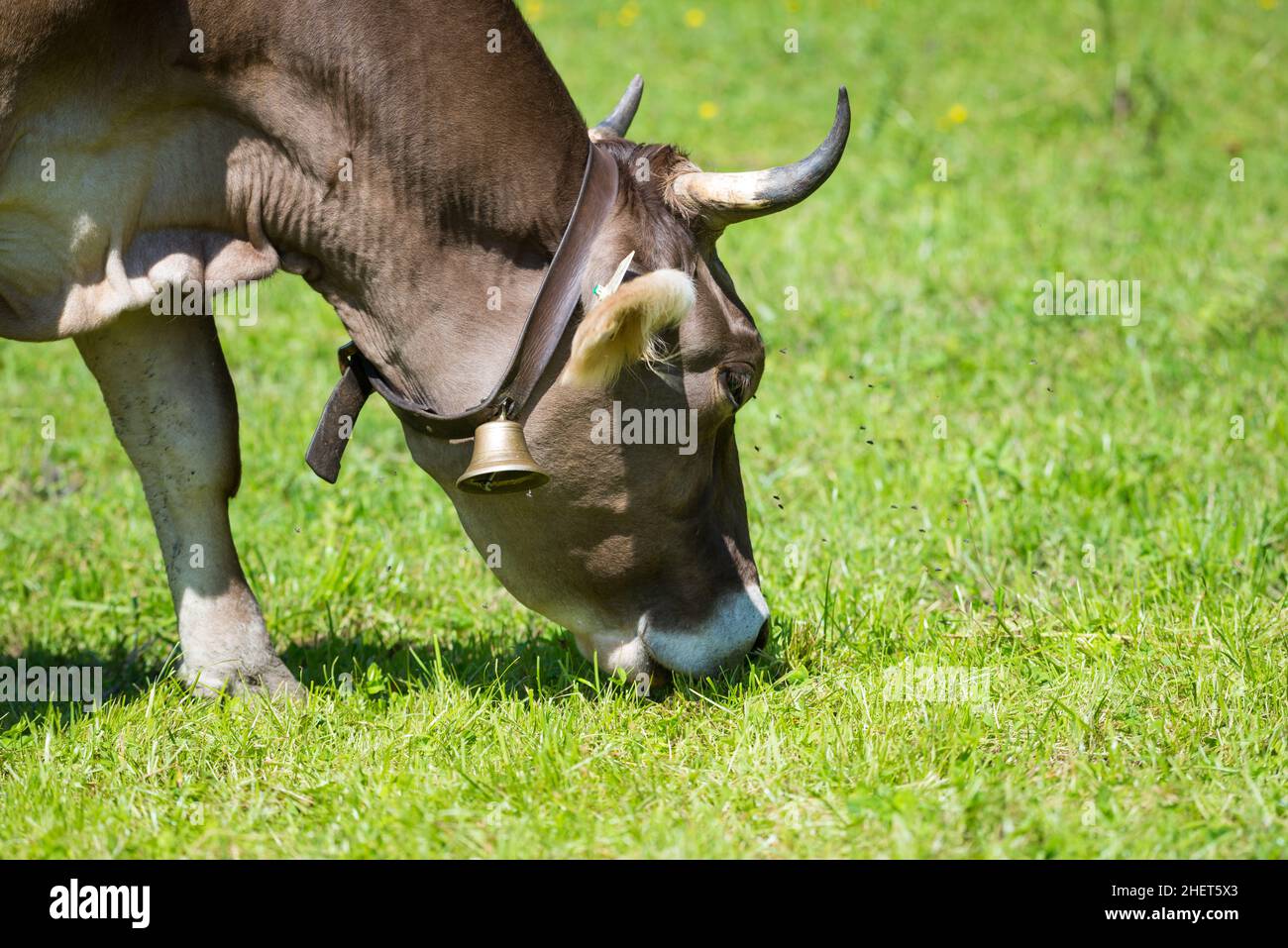 animal cow with cowbell and horns graze at green meadow Stock Photo - Alamy