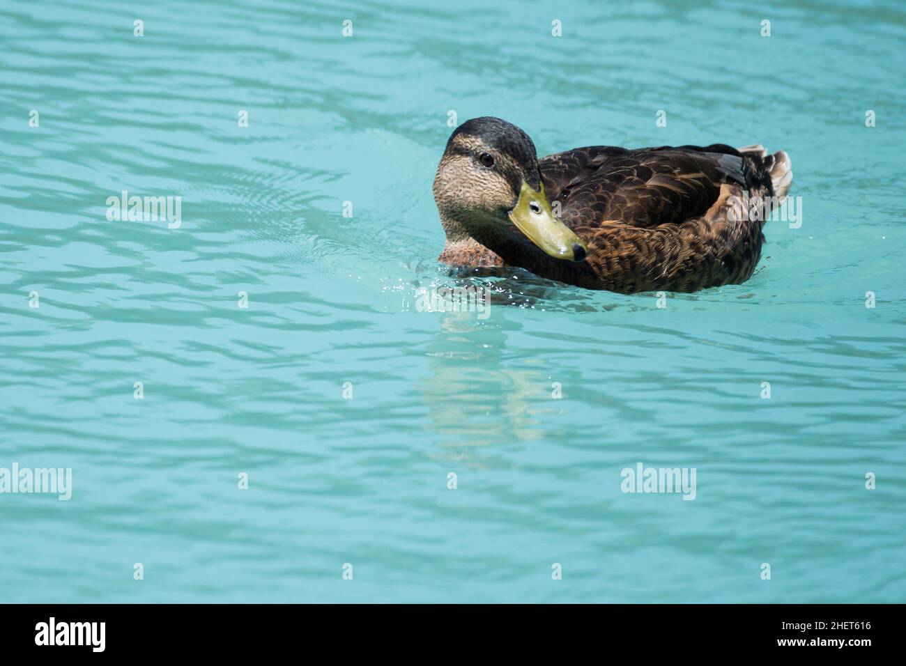 duck swimming on waves of blue cyan river water Stock Photo - Alamy