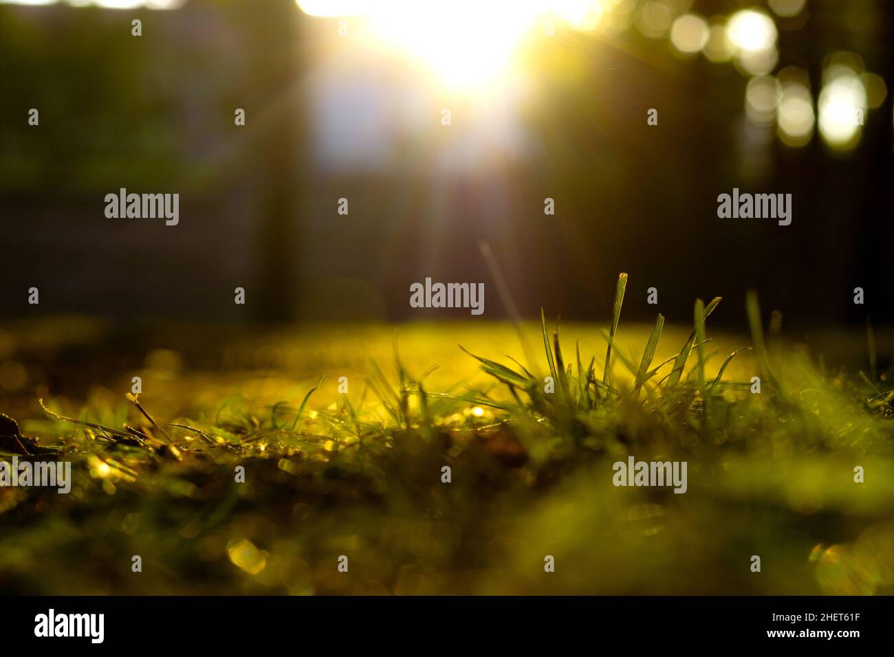 Nature background. Grasses with direct sunlight defocused background ...