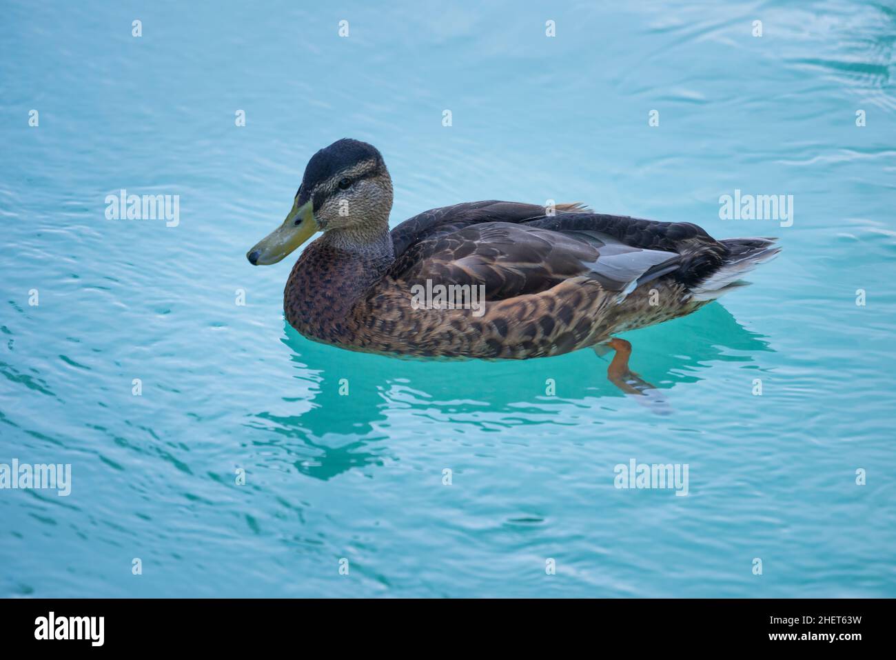 european female duck swims on blue river water Stock Photo - Alamy