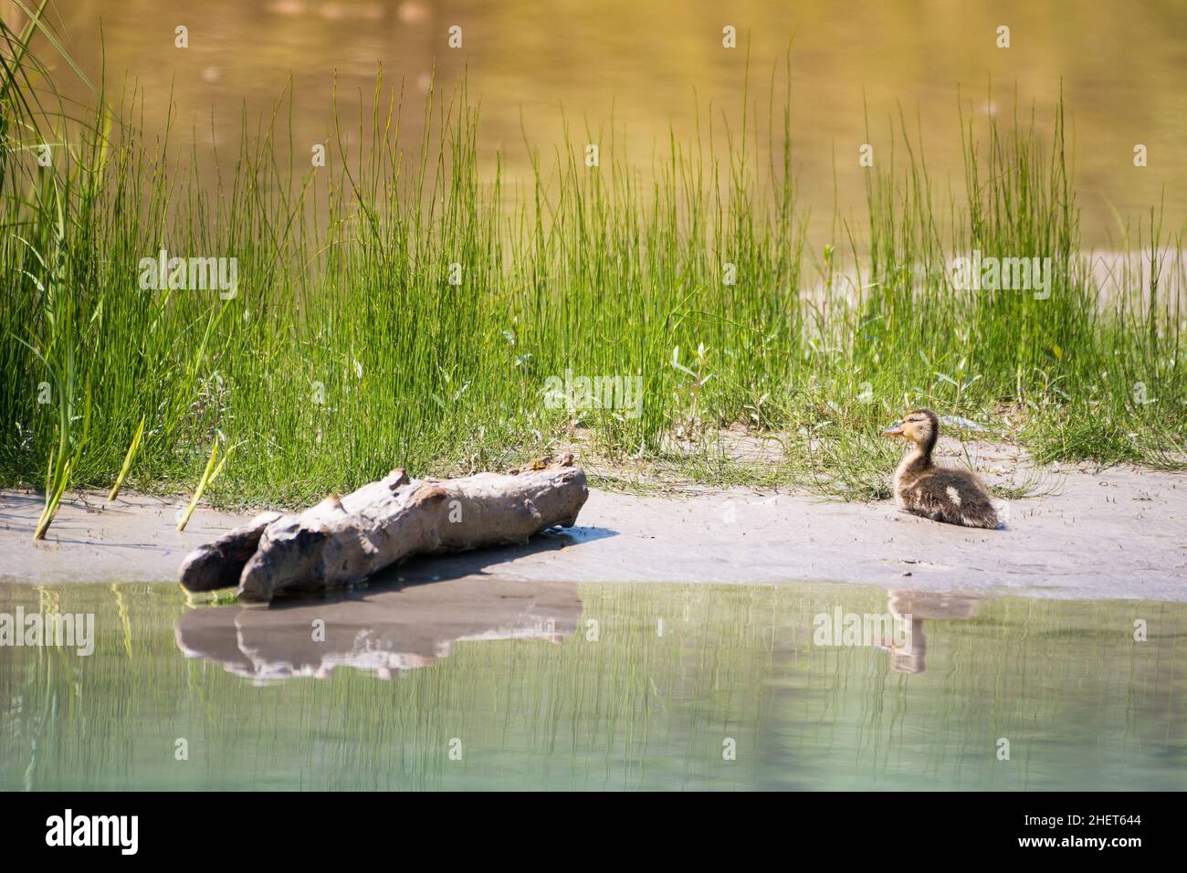 baby duck sitting on sand bank of river with grass and wood piece Stock ...