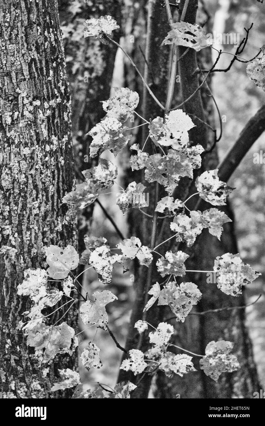 Shadows to left Black and White Stock Photos & Images - Alamy