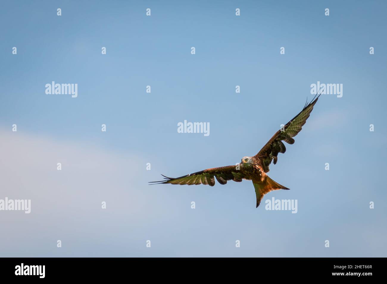 big red kite flying with openend splayed wings on blue sky Stock Photo ...
