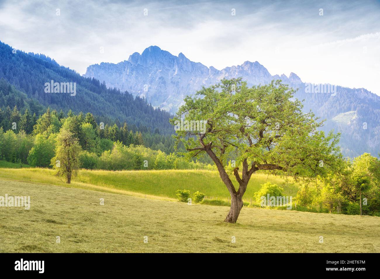 green landscape with single tree at mowed meadow at fall Stock Photo ...