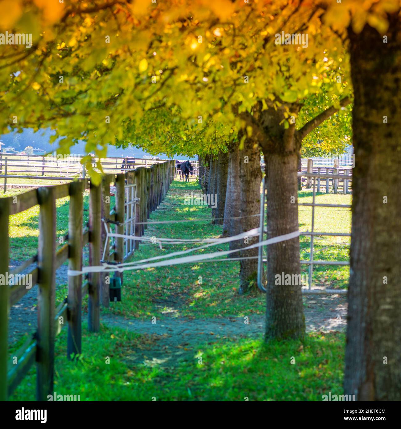 Red timber trees hi-res stock photography and images - Alamy