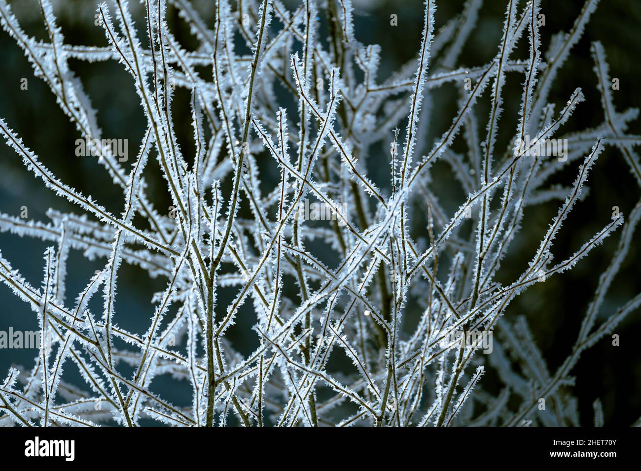 Frosty shrub hi-res stock photography and images - Alamy