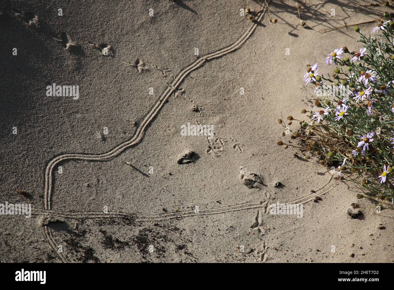 Namaqua National Park - Coastal Section Stock Photo - Alamy