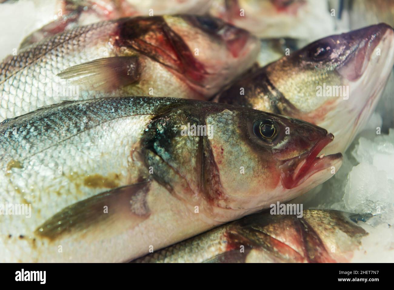 several gleaming dead trout fishes lying on ice for market Stock Photo ...