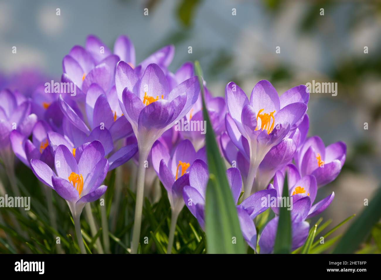 Side view crocus hi-res stock photography and images - Alamy