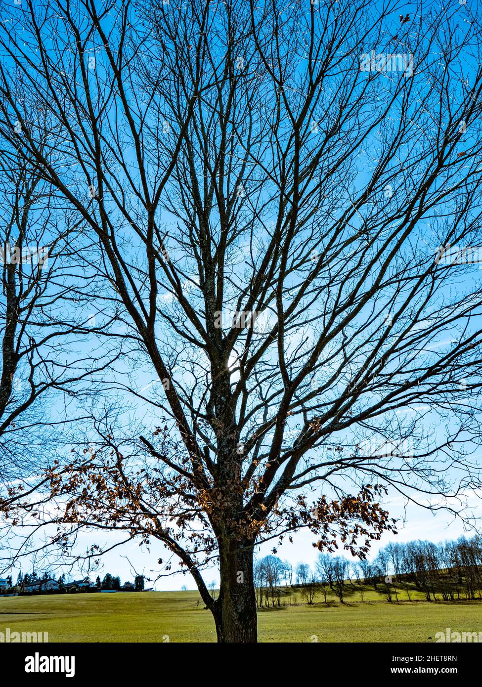 Leafless oak tree hi-res stock photography and images - Alamy