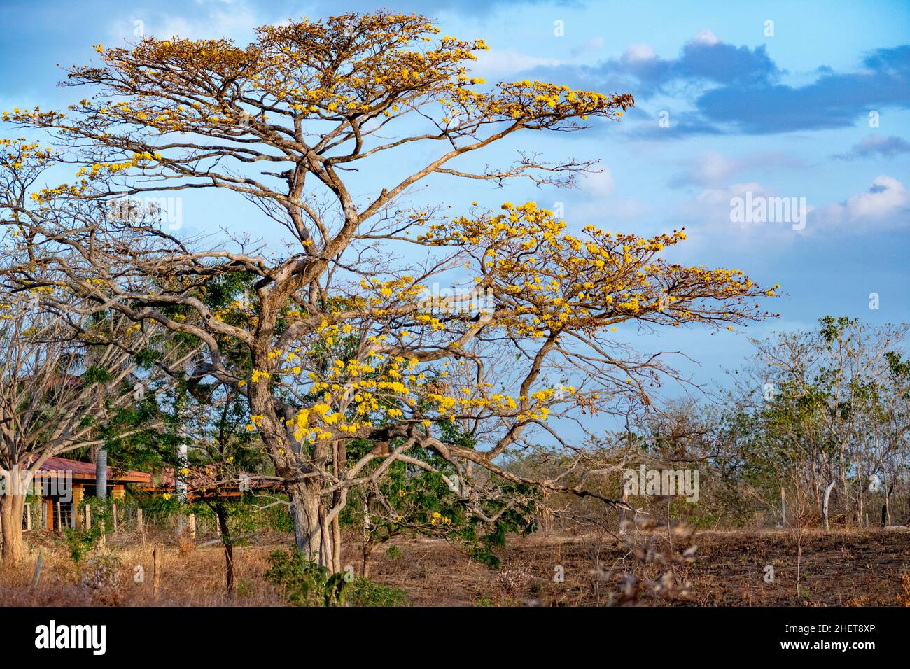 Scenic jungle hi-res stock photography and images - Alamy