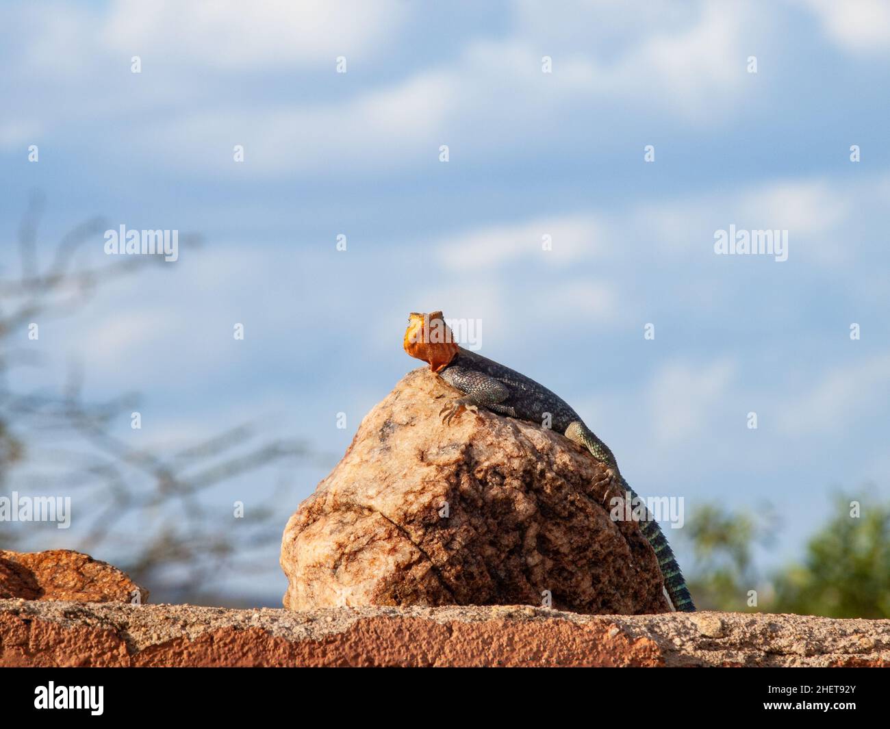 Agama african rainbow lizard hi-res stock photography and images - Alamy