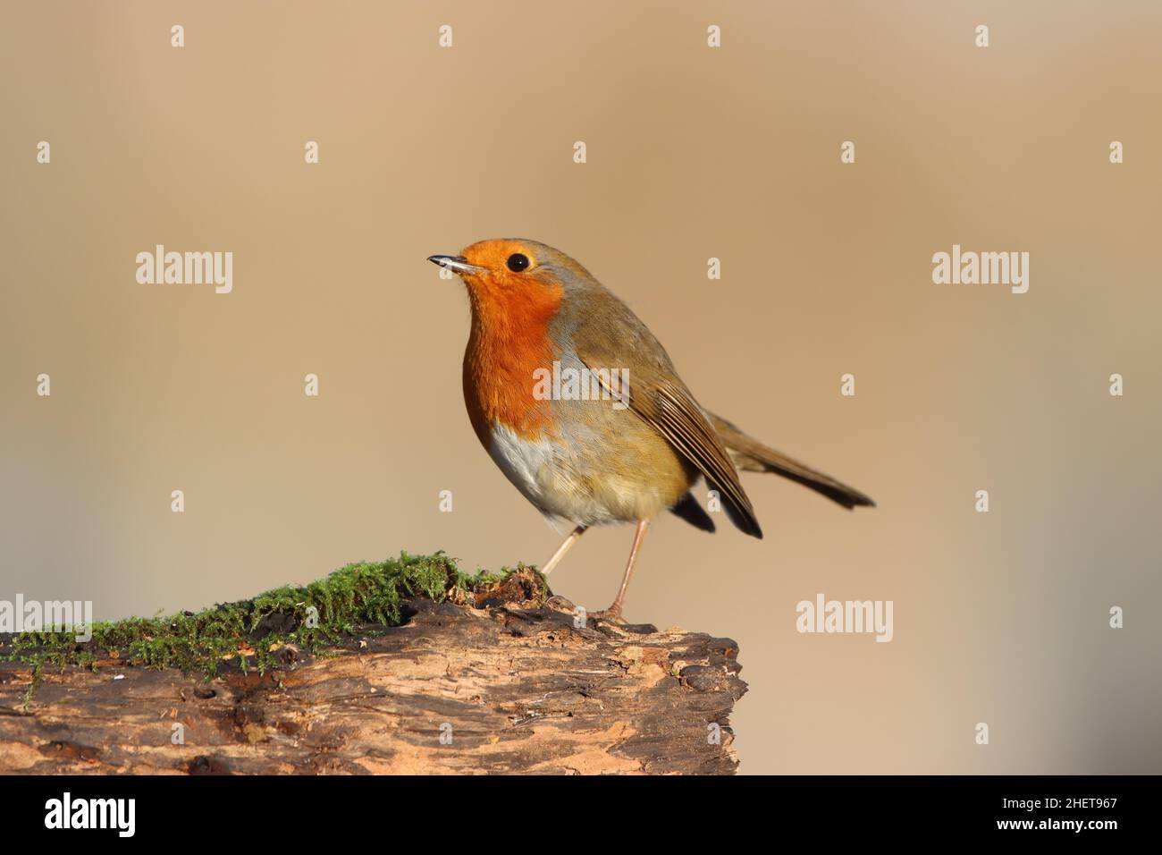 Robin for calendar hi-res stock photography and images - Alamy