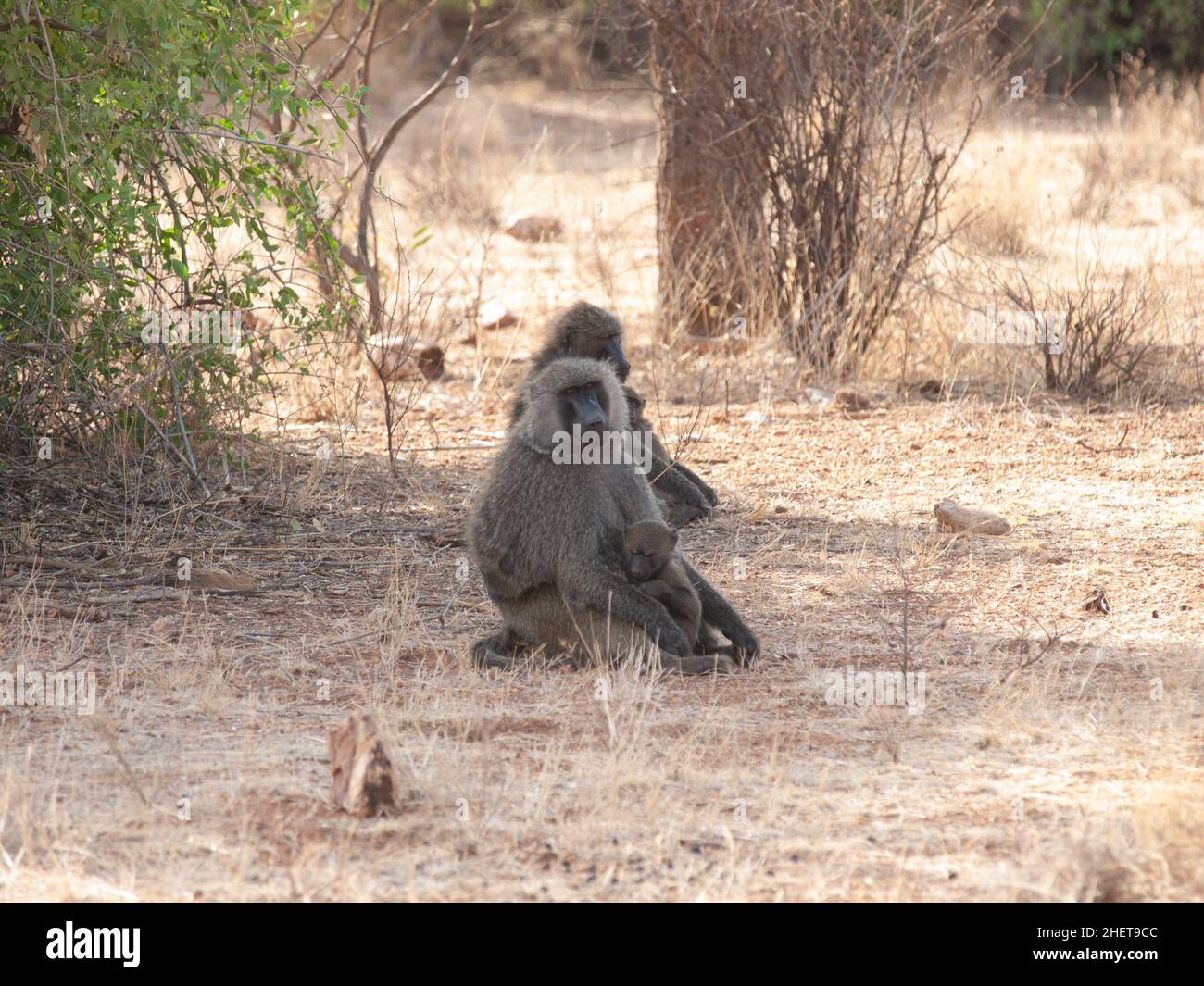 Baboons in the wild Stock Photo - Alamy