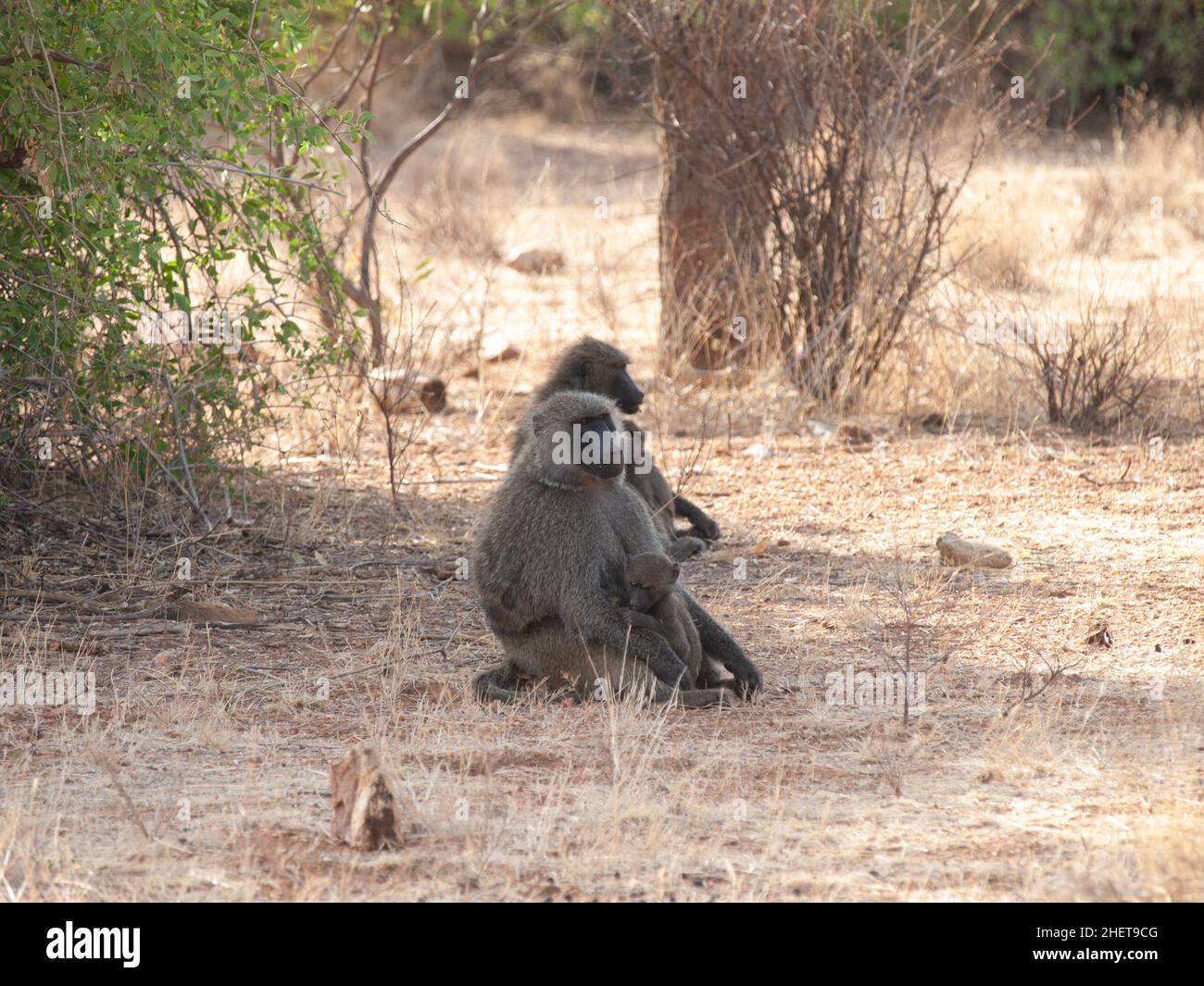 Worlds largest mammal migration hi-res stock photography and images - Alamy
