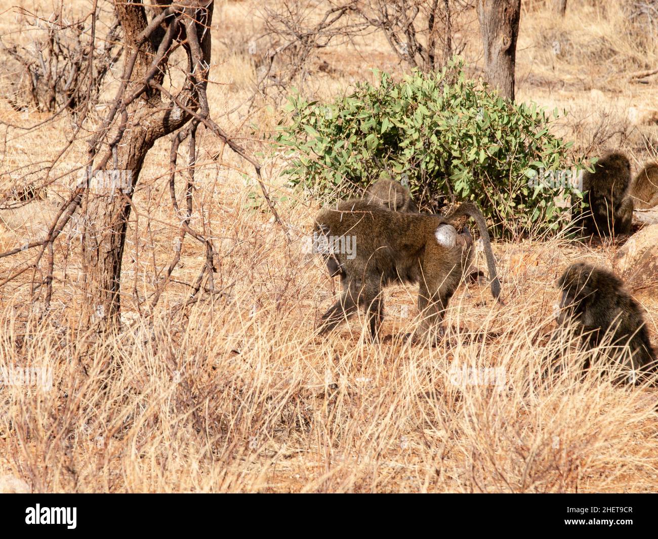 Worlds largest mammal migration hi-res stock photography and images - Alamy
