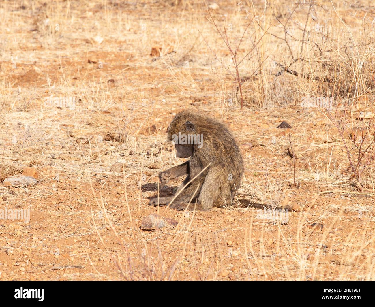 Worlds Largest Mammal Migration High Resolution Stock Photography and ...