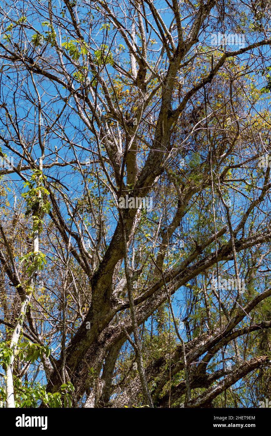 Jungle tree blue hi-res stock photography and images - Alamy