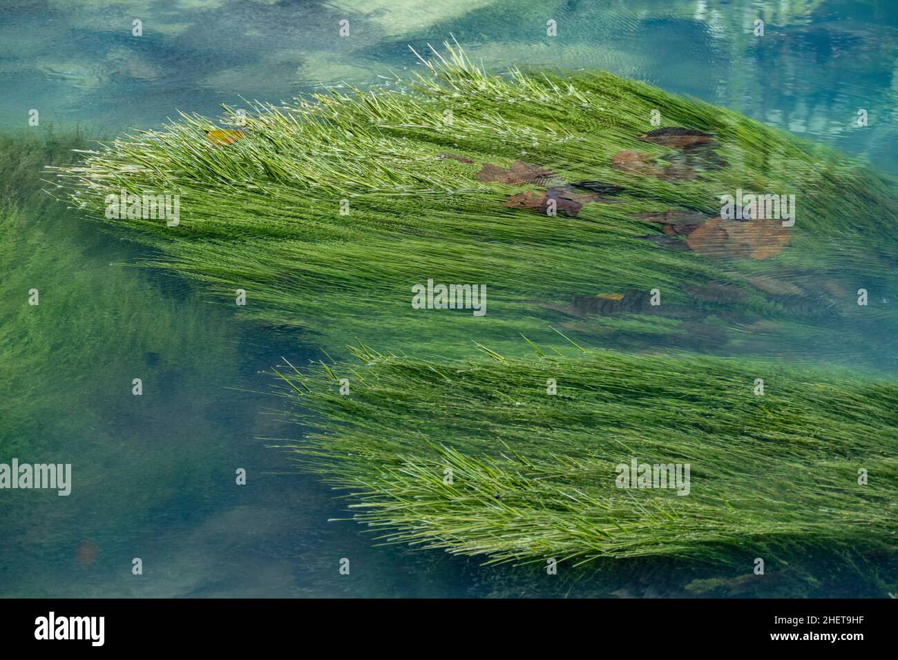 detail of green grass in the river floating with the water Stock Photo ...