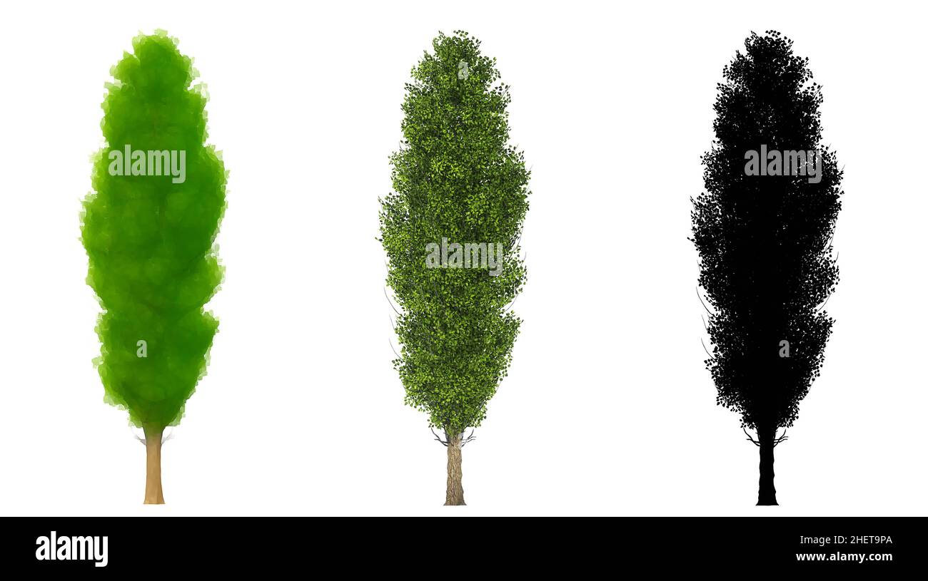 Set or collection of Black Poplar trees, painted, natural and as a ...