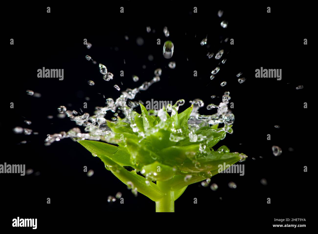 splashin water drops on green plant at black background Stock Photo - Alamy