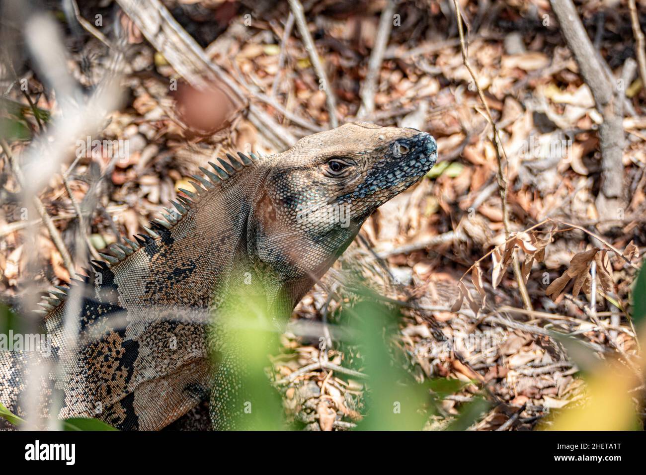 lizard in the rain forest in Costa Rica Stock Photo - Alamy