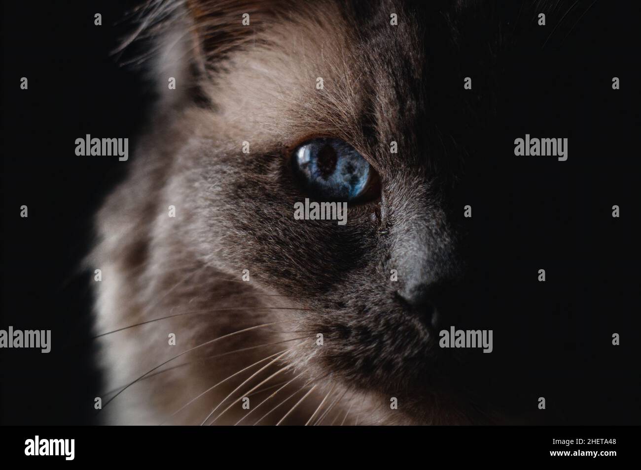 Half of a ragdoll cat face with a black background Stock Photo - Alamy