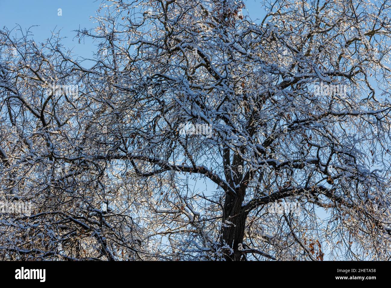 snow covered winter tree on blue sky background full frame upward view ...