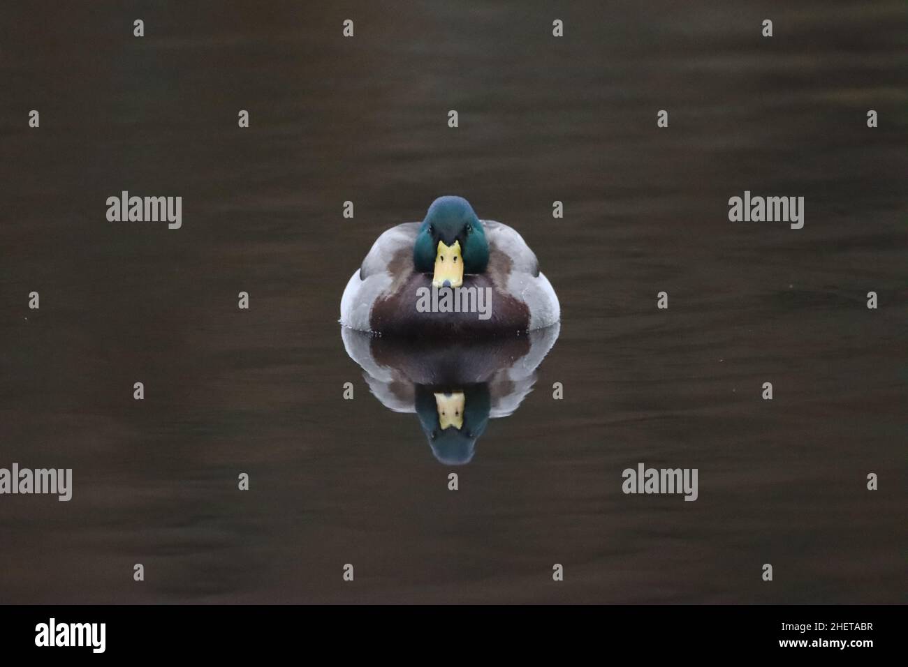 mallard duck reflection Stock Photo - Alamy