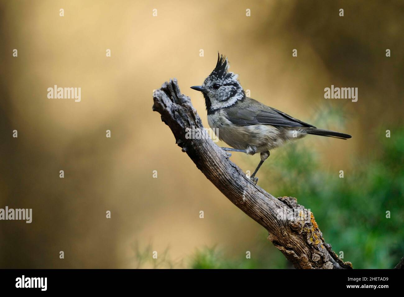 The blue tit is a species of passerine bird in the Paridae family Stock ...