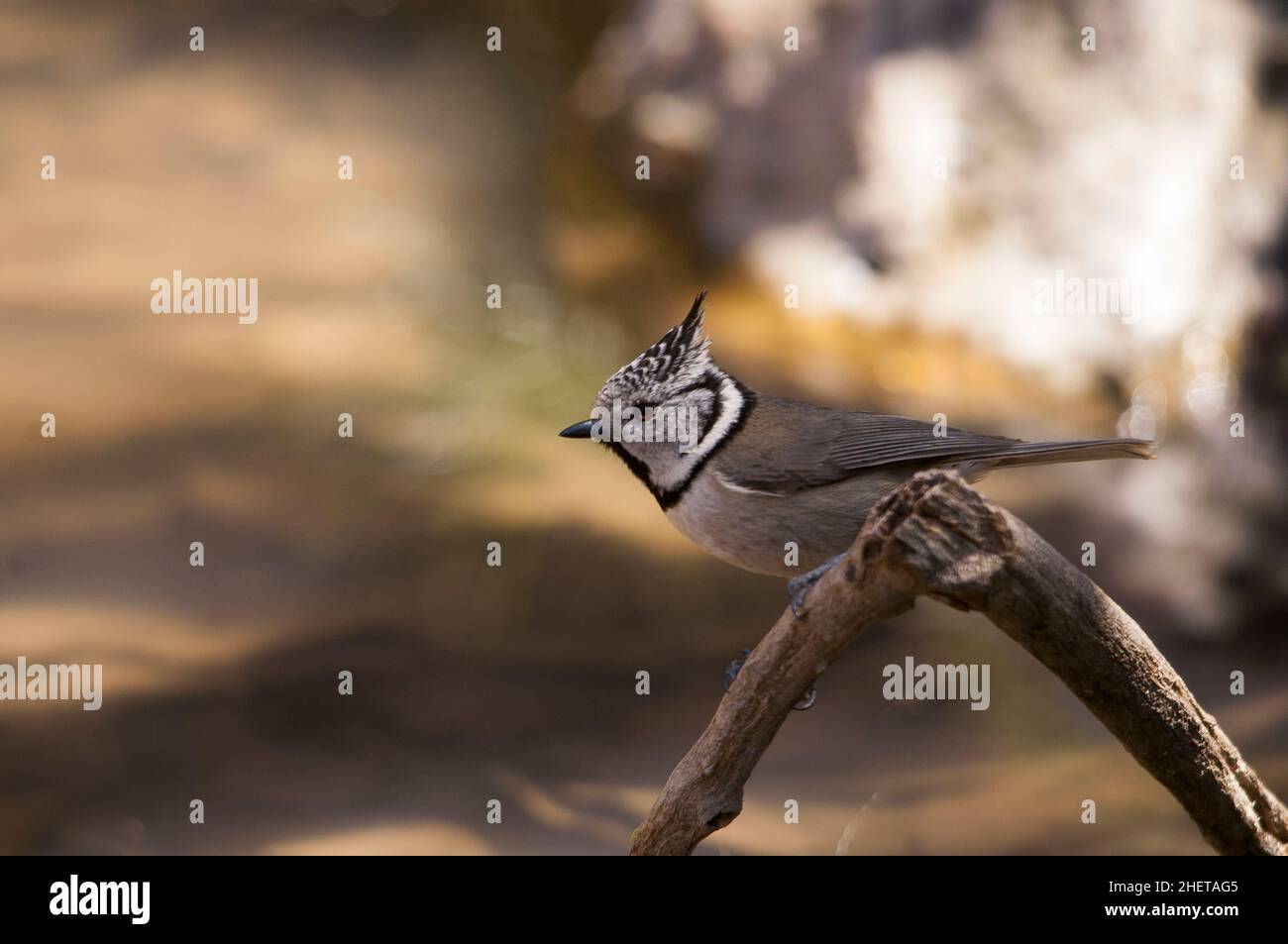The blue tit is a species of passerine bird in the Paridae family Stock ...