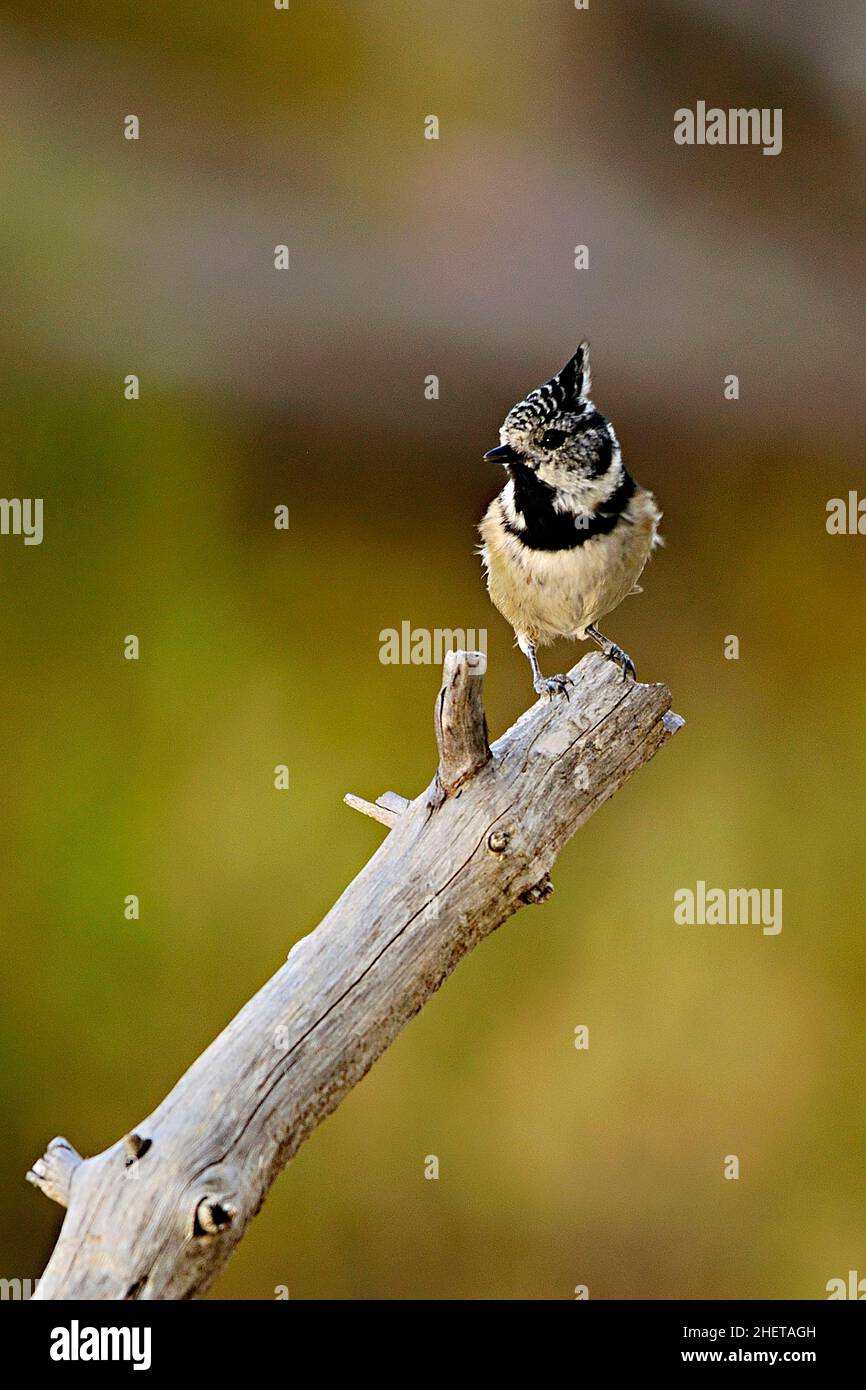 The blue tit is a species of passerine bird in the Paridae family Stock ...