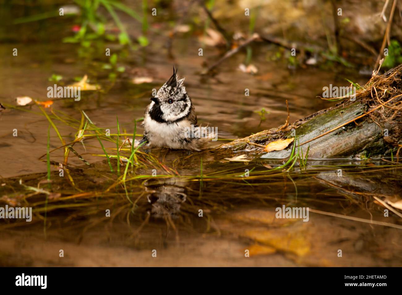 The blue tit is a species of passerine bird in the Paridae family Stock ...