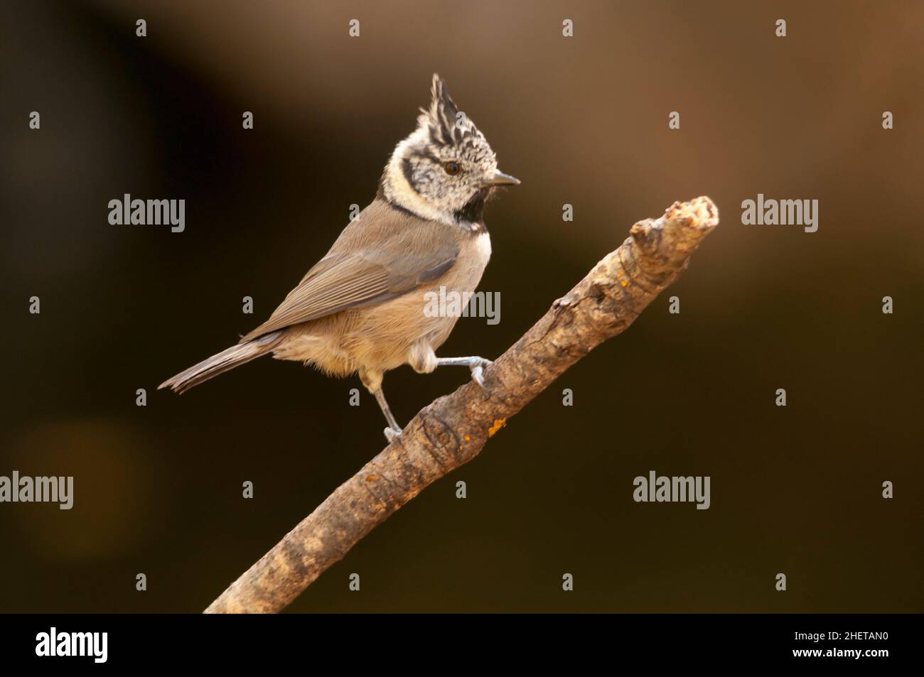 The blue tit is a species of passerine bird in the Paridae family Stock ...