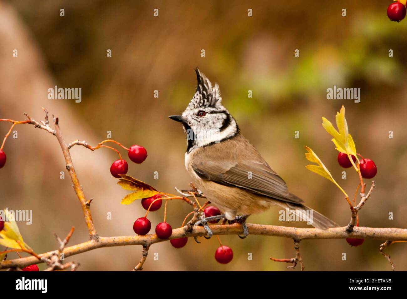 The blue tit is a species of passerine bird in the Paridae family Stock ...