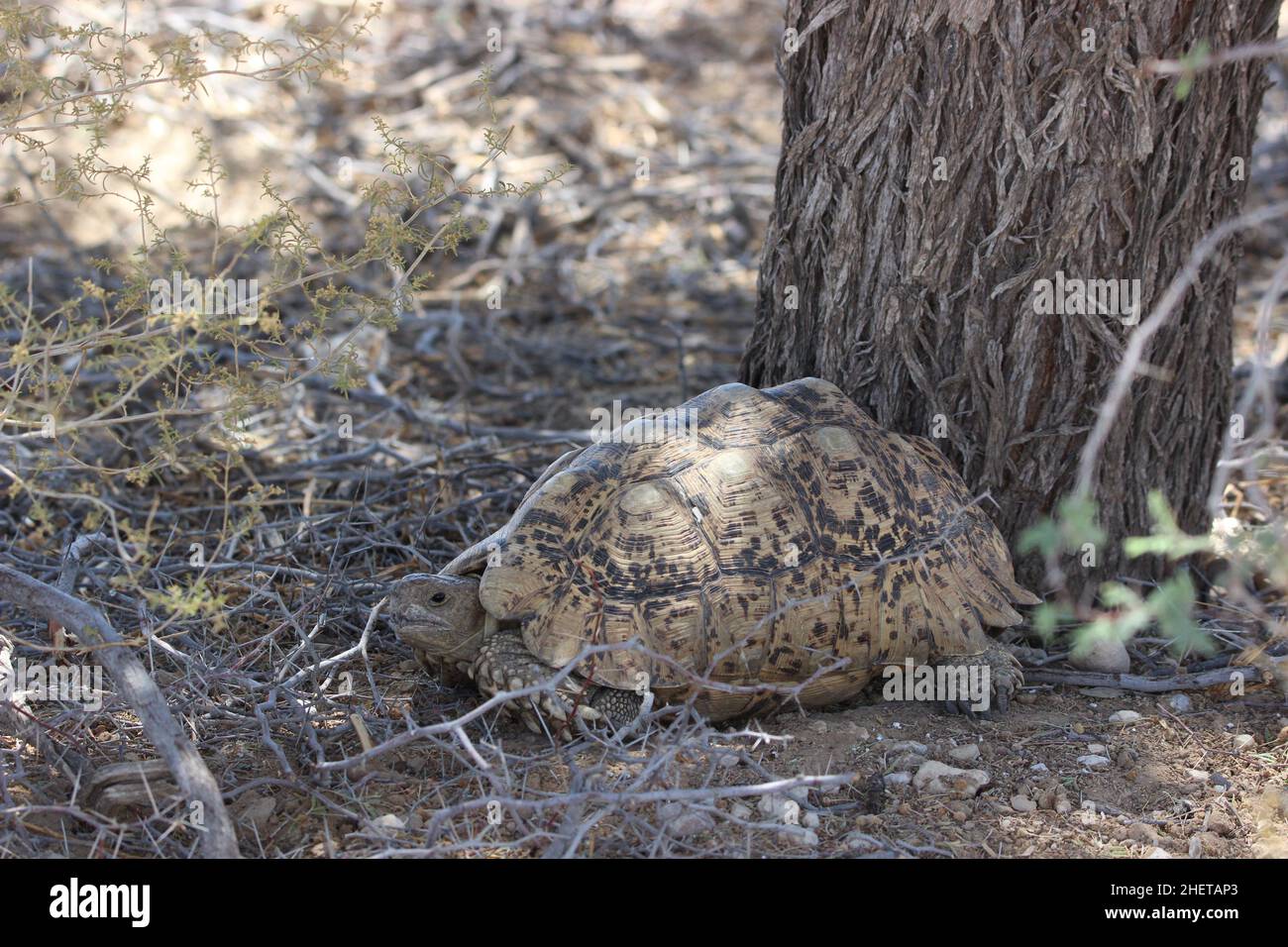 Leopard Tortoise under a tree in the Kalahari Stock Photo - Alamy
