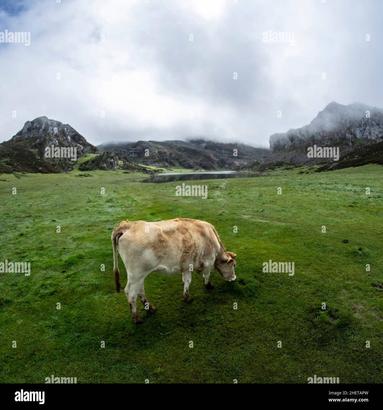 Sustainable cattle grazing hi-res stock photography and images - Alamy