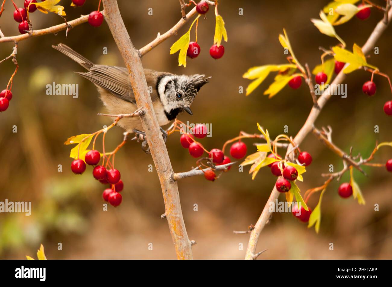 The blue tit is a species of passerine bird in the Paridae family Stock ...