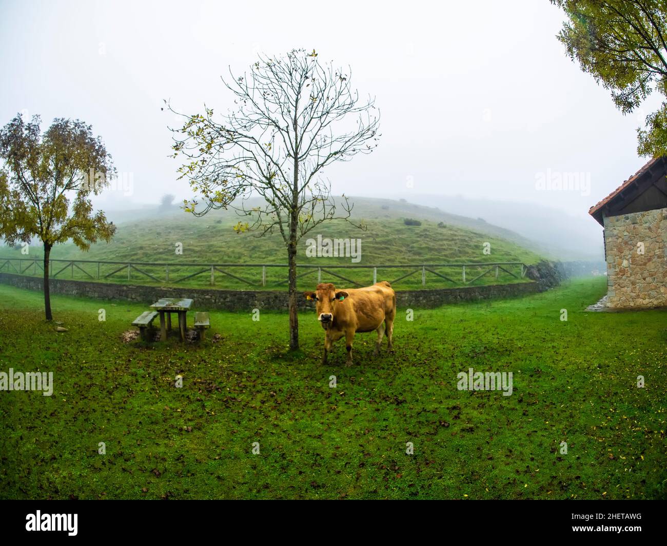 A cow in the wild in the mountains of the Picos de Europa in Asturias ...