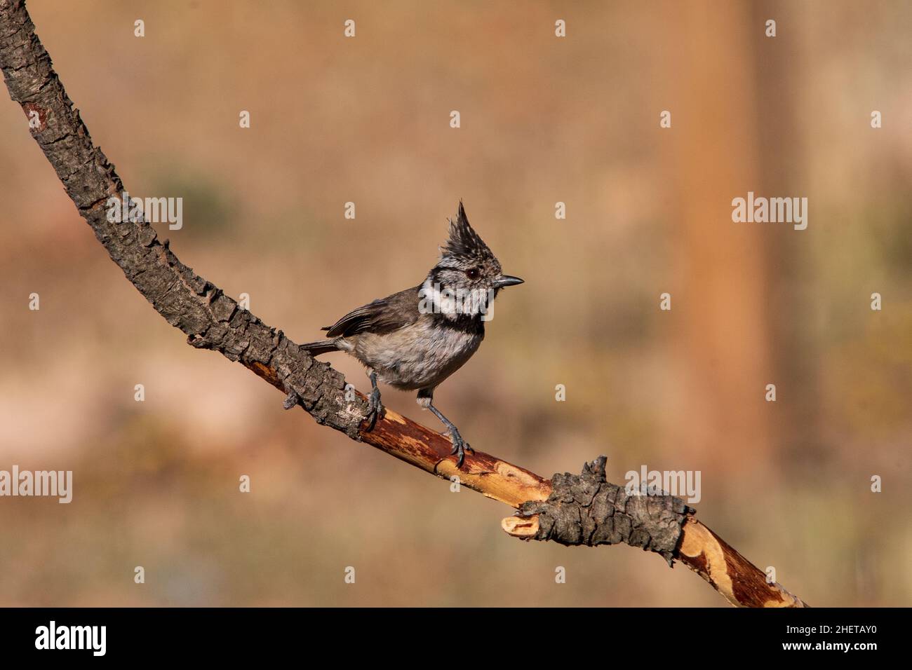 The blue tit is a species of passerine bird in the Paridae family Stock ...