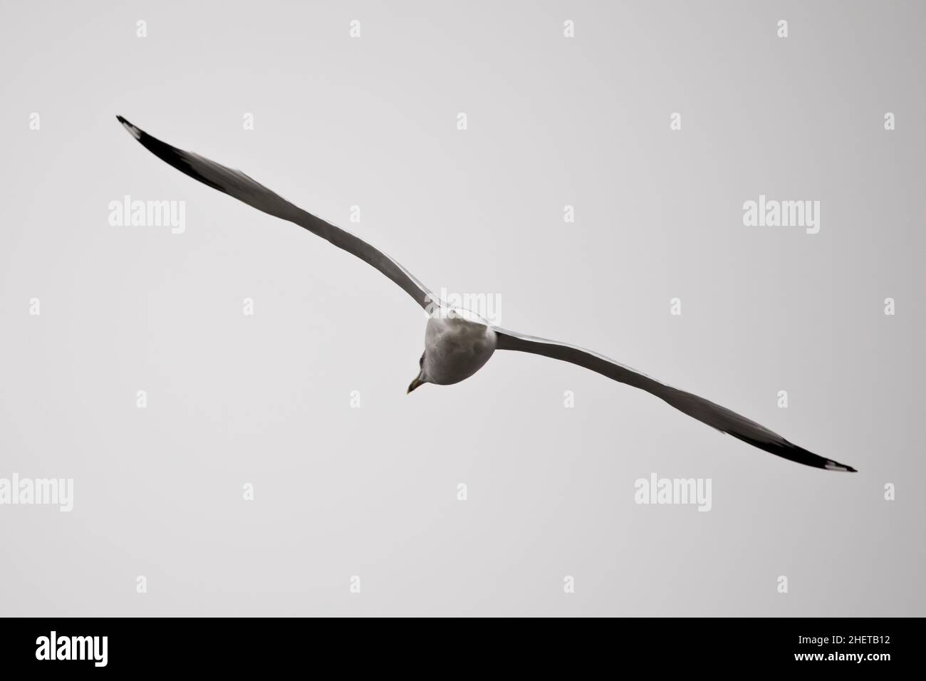 Back of seagull in flight isolated against the sky Stock Photo - Alamy