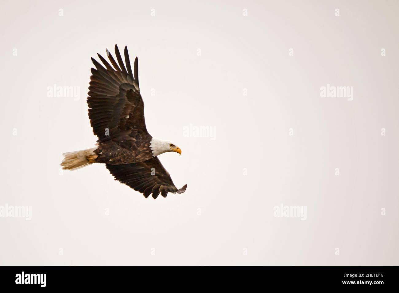 Bald eagle in flight isolated against the sky Stock Photo - Alamy