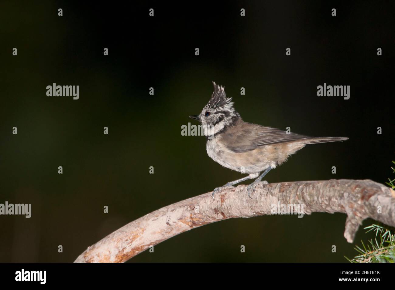 The blue tit is a species of passerine bird in the Paridae family Stock ...
