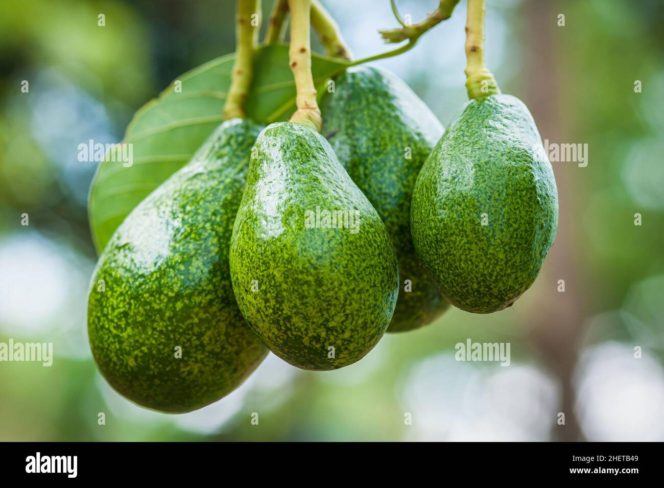 Avocados growing on a tree hi-res stock photography and images - Alamy