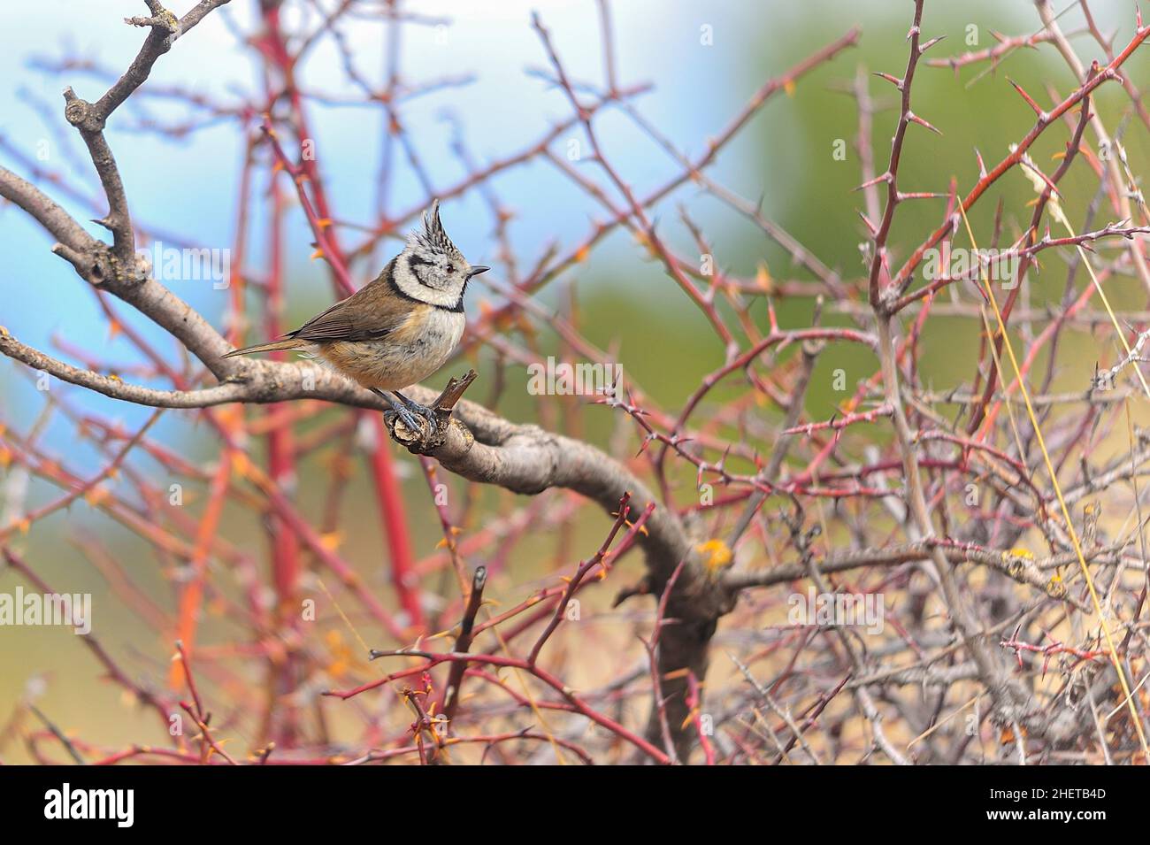The blue tit is a species of passerine bird in the Paridae family Stock ...