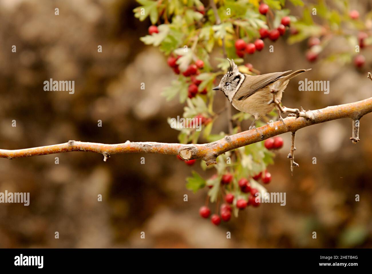 The blue tit is a species of passerine bird in the Paridae family Stock ...