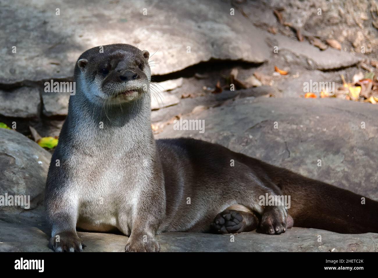 Neotropical otter, Lontra longicaudis, La Venta Museum-Park, pre ...