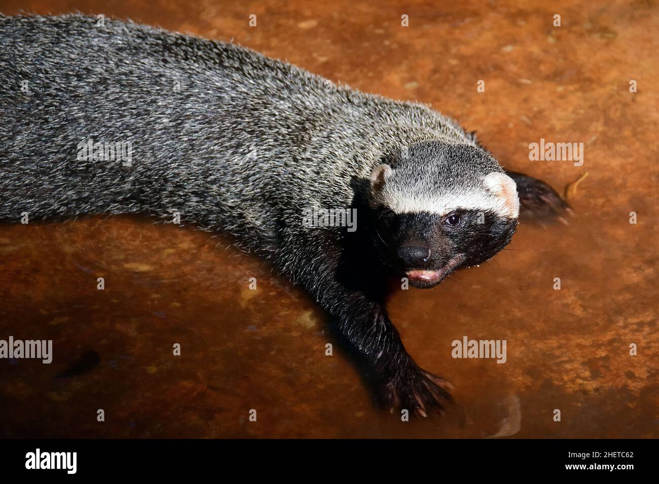 The greater grison hi-res stock photography and images - Alamy