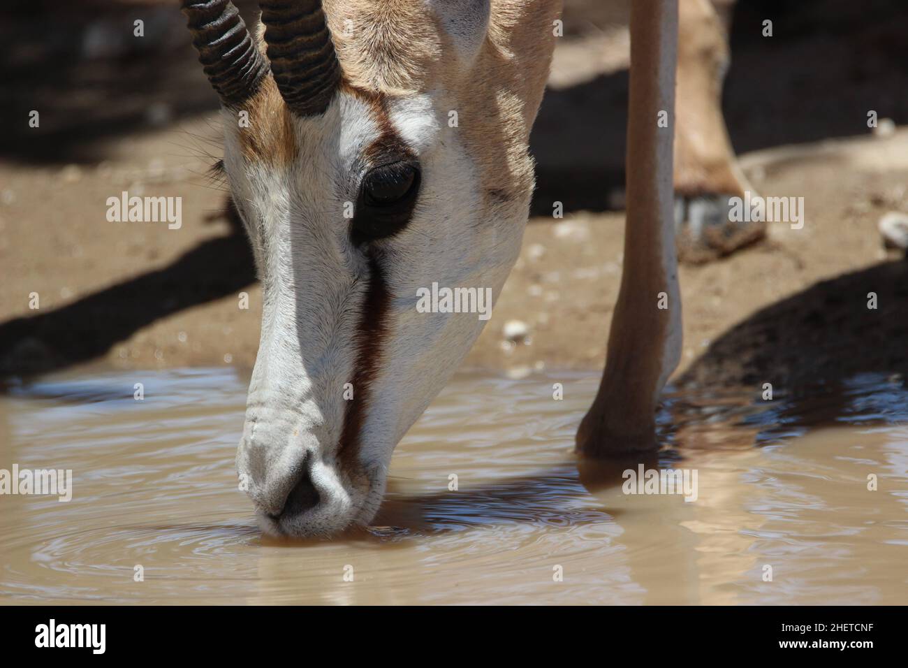 Springbok drinking water hi-res stock photography and images - Alamy
